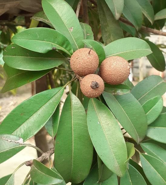 Sweet Sapota Plant Chikoo Sobeda Grafted Thai Variety Live Plant ...