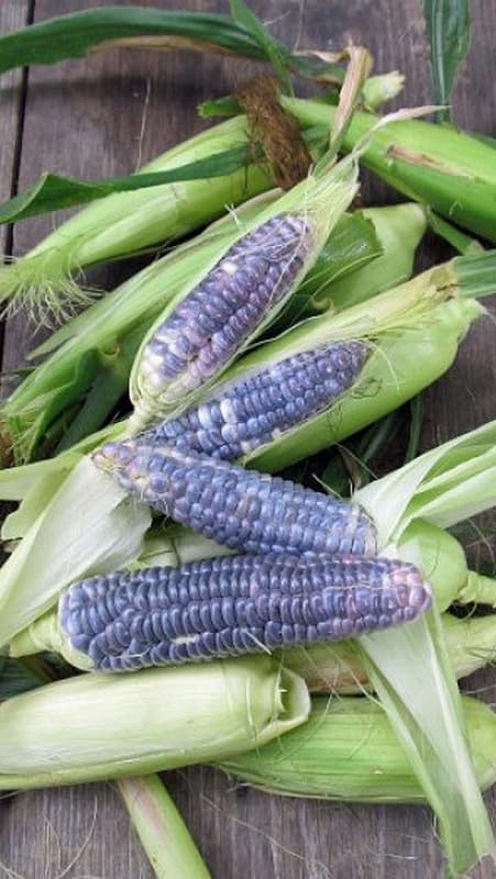 Oakwood Farms Imported sweet corn seeds | blue color corn Seeds | sweet ...
