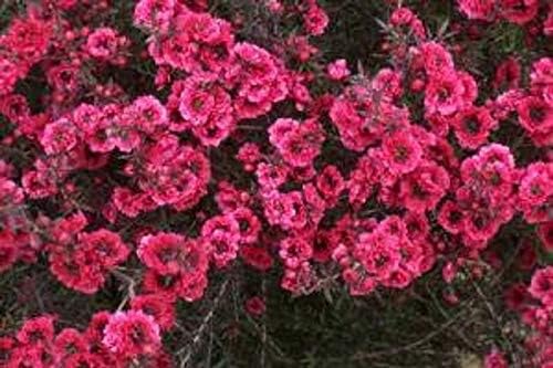Amazon.com : 1 Leptospermum scoparium ‘Ruby Glow’ - 1 feet Long - Ship ...