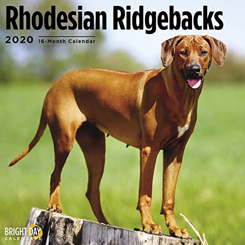 Rhodesian Ridgebacks Cal 2020 (Dog Breeds) : BRIGHT DAY: Amazon.in: Books