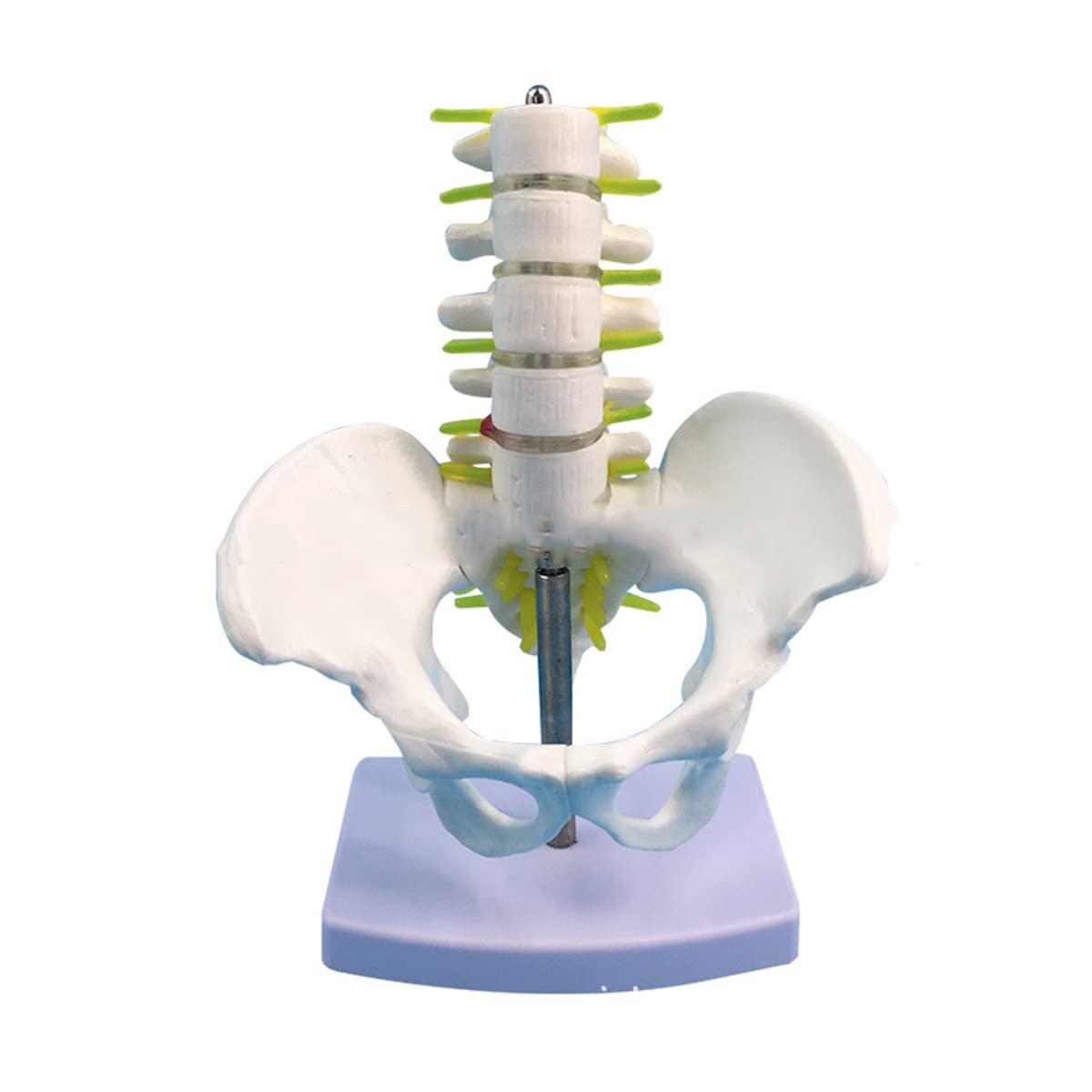Buy Human Pelvis Model Small Pelvis with Five-Segment Lumbar Vertebra ...