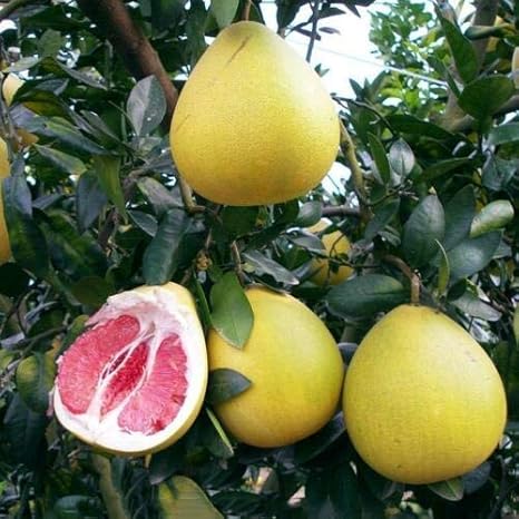 SHOP 360 GARDEN Pomelo/Citrus Maxima/Chakotra/Chinese grapefruit ...