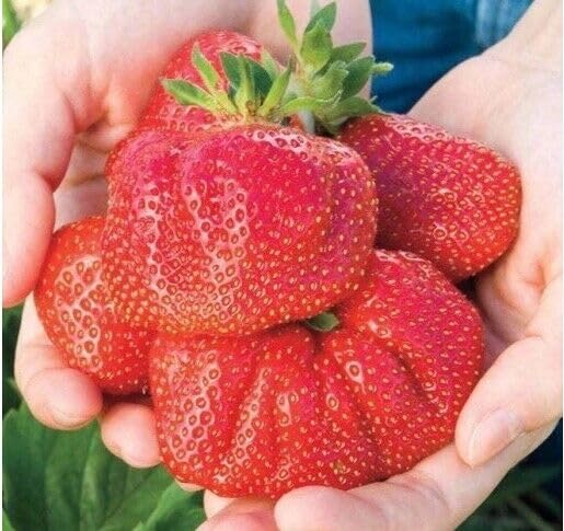 Extra Large Strawberry Plants Super Giant Strawberry Fruit Seeds
