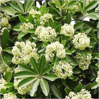 Plant House Live Alstonia - Dita Tree - Saptaparni Plant : Amazon.in ...