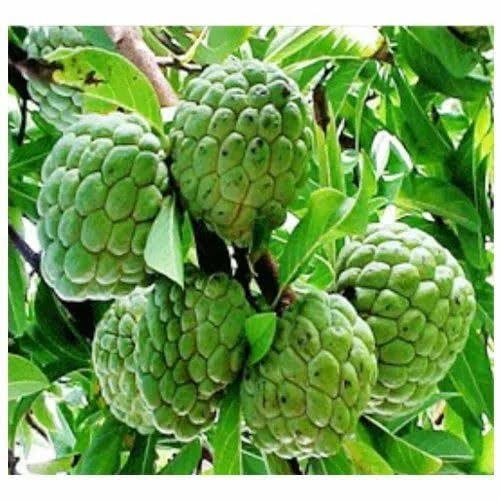 Mphmi Live Plant Nursery NCR Plant Ramphal, Annona reticulata (Grafted ...