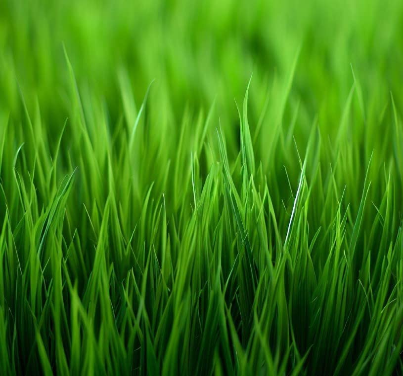 Amazon.com : MySeeds.Co - Bahia, Bermuda, Grass Seeds for Lawn and ...