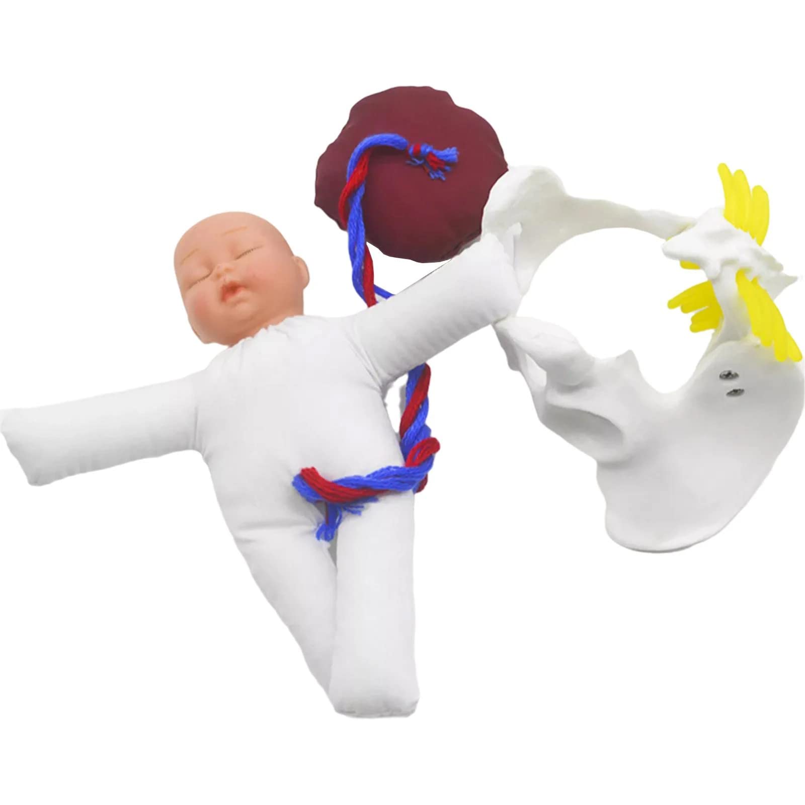 Suzla Female Pelvis Childbirth Model Mini Female Pelvis And Baby ...
