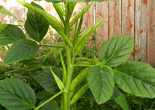 ZM Kothavarai Seeds/Cluster Beans Seeds 10g + 500g Compose Fertilizer ...