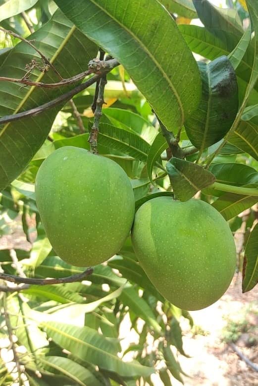 Cloud Farm Rare Dwarf King of Mango Plant Alphonso Grafted 1 Healthy ...