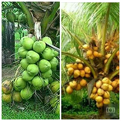 Arlo Rare Fruit Live Plants - Rare Coconut Plants Malayan Coconut Tree ...