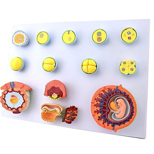 Buy FBITETeaching Model, Anatomy Model Pregnancy, Human Pregnancy ...