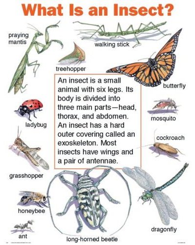 Amazon.co.jp: What Is an Insect? (Cheap Charts) : Frank Schaffer ...