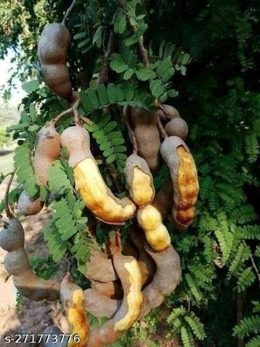 Kisan Nursery tamarind (Imli) plant : Amazon.in: Garden & Outdoors