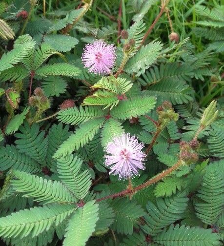 Beautiful Shami Live Plant (Prosopis cineraria), Khejri Flower Tree ...