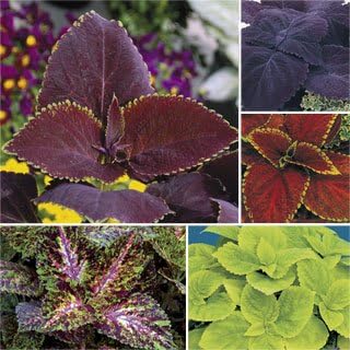 Amazon.com : Giant Exhibition Coleus Seeds Collection : Plant Seed And ...