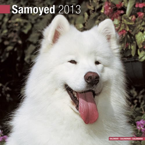 Samoyed 2013 Wall Calendar: Avonside Publishing (AVOAJ): 9781849816762 ...