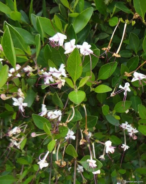 MVKR - Live Clerodendrum Inermi Plant This Plant flower Beauty Of your ...