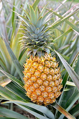 Garden Rare Pineapple Fruit Live Plant : Amazon.in: Garden & Outdoors