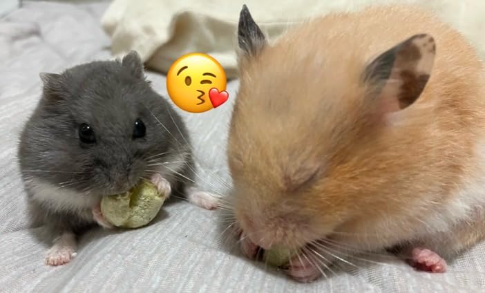 Amazon | ジェックス GEX ハムテイン ソイドーナツ 5g ハムスター おやつ | GEX | フード 通販