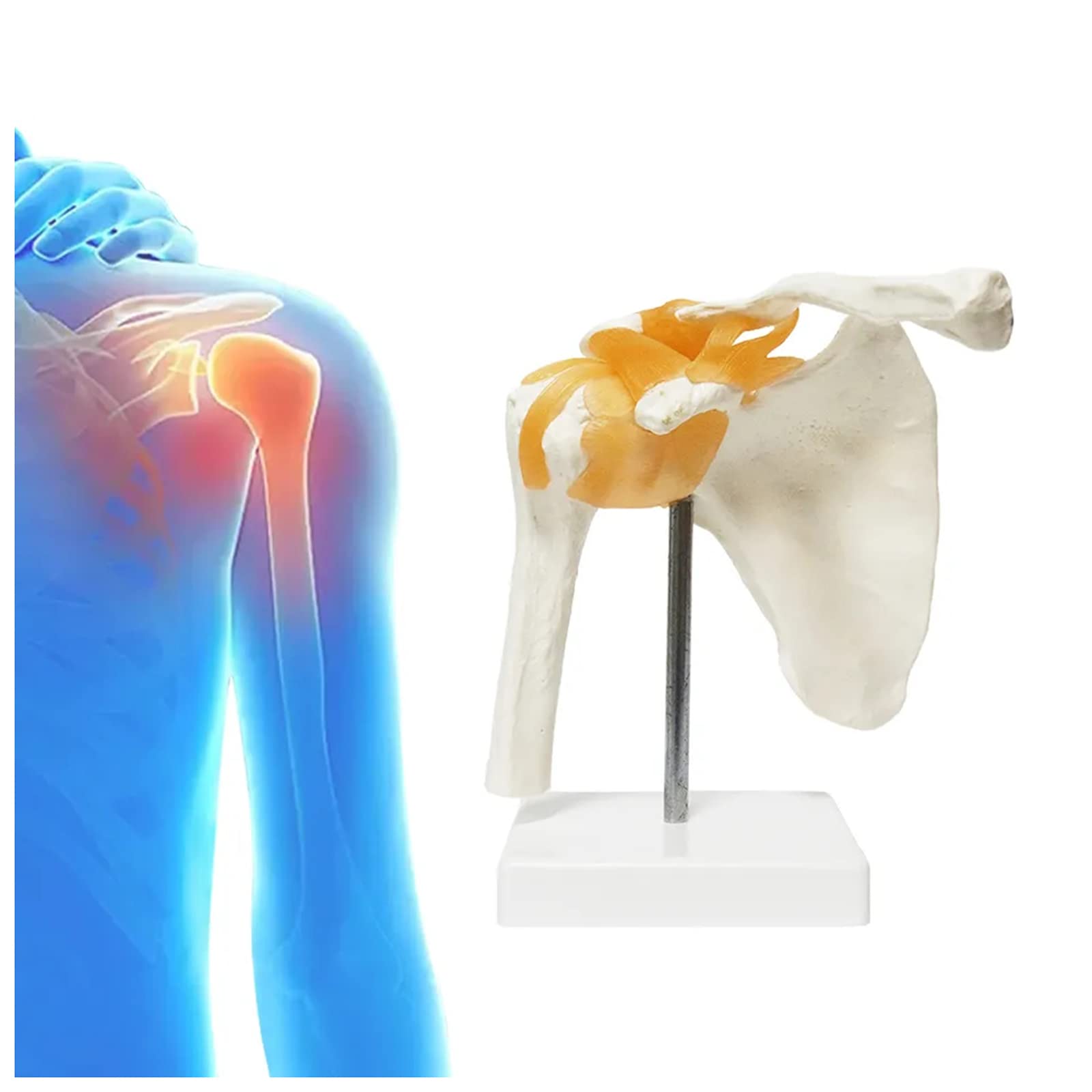 Buy SUZLA PVC Human Shoulder Joint Anatomy Model Flexible 1:1 Life Size ...