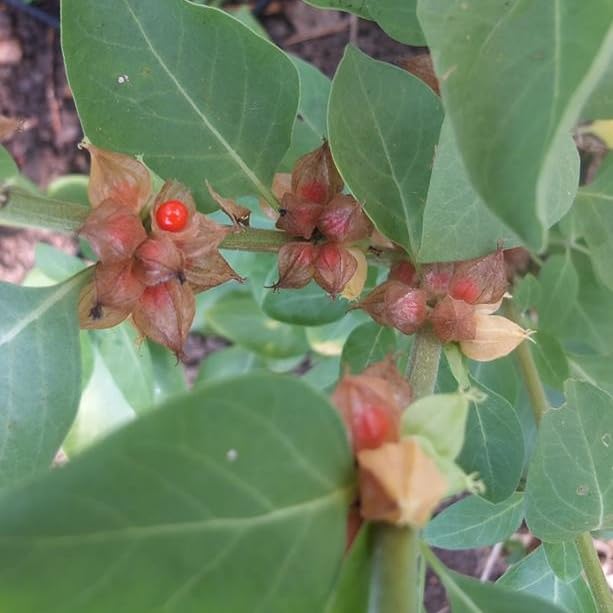 Ashwagandha seeds for farming, High germination (20 seeds) : Amazon.in ...