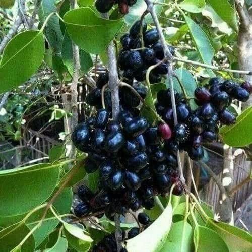 Jamun Fruit Tree Hybrid Sweet Jambu Black Jamun Fruit Tree : Amazon.in ...