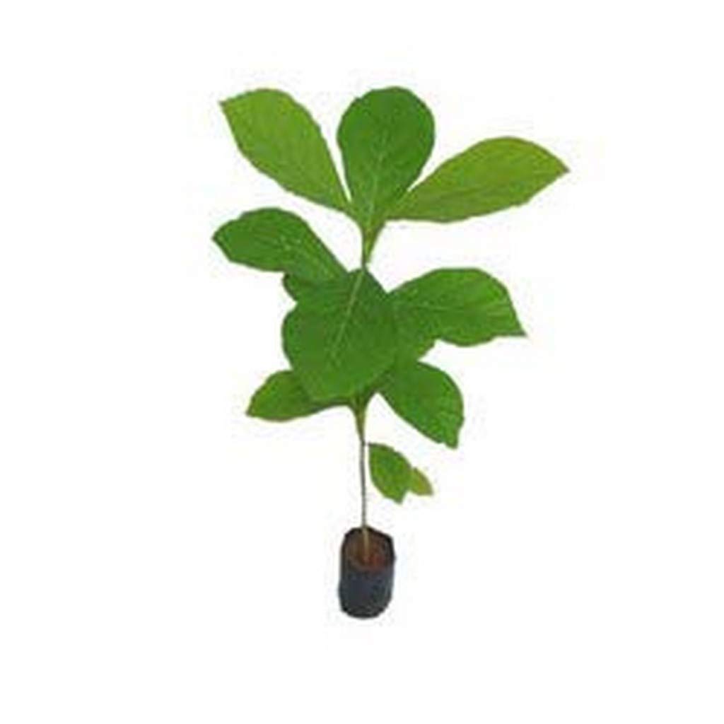 Creative Farmer Live Plant Teak Rare Sagwan Wood Tree For Terrace ...