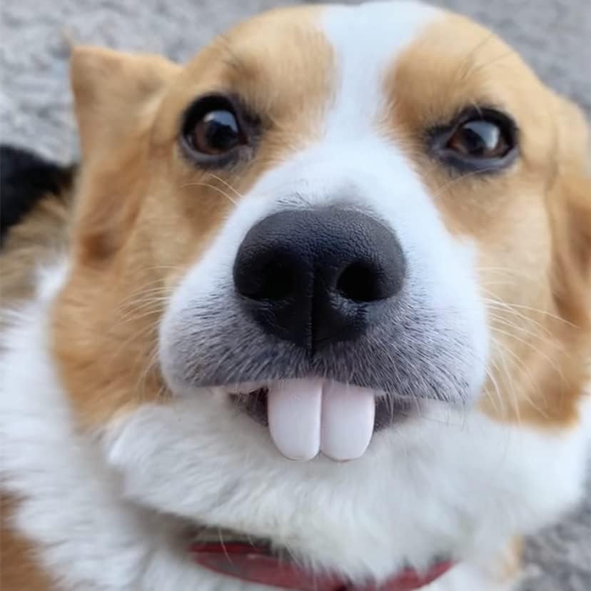 Hunde Zahnspange – Die 15 besten Produkte im Vergleich & Angebote ...