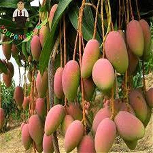 NurseryNature Mango Ratna (Grafted) Plant : Amazon.in: Garden & Outdoors