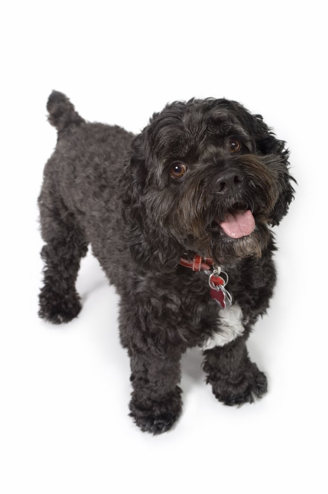 Black Cocker Spaniel Poodle Mix
