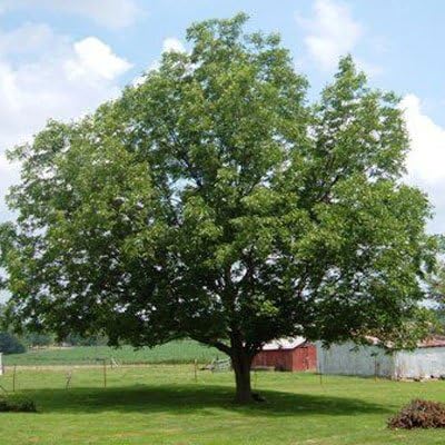 Amazon.com : Brighter Blooms - Elliot Pecan Tree, 3-4 Feet - Live Plant ...