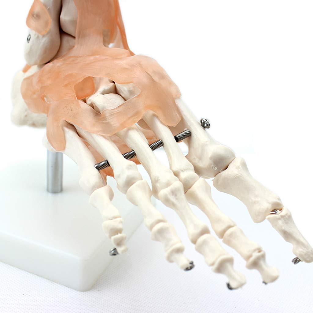 Buy Human Foot Joint with Ligaments Anatomical Model Life Size Human ...