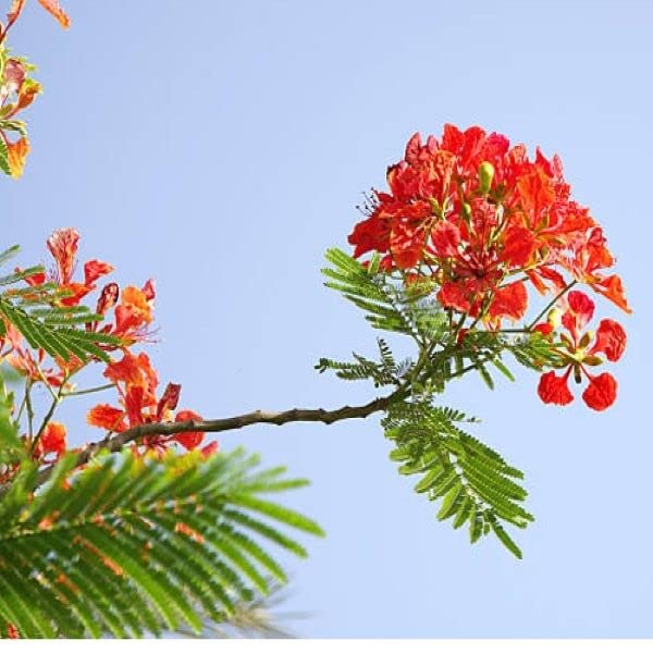 Mphmi Live Plant Nursery NCR Gulmohar, Delonix Regia - Plant : Amazon ...