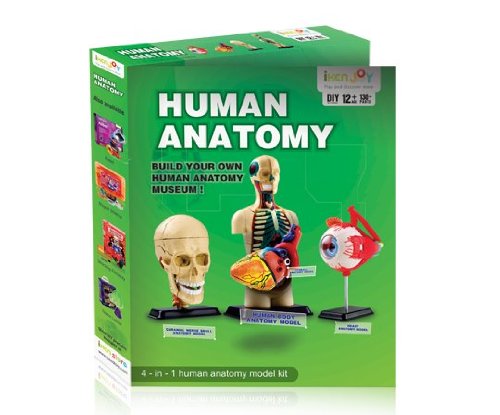 Buy iKen Joy 4 in 1 Human Anatomy Online at Low Prices in India - Amazon.in