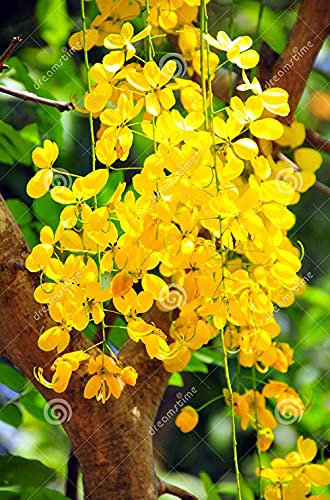 Trothic Gardens Golden shower Tree Cassia Fistula Kanikonna Flower Tree Live Plant For Gardening ...