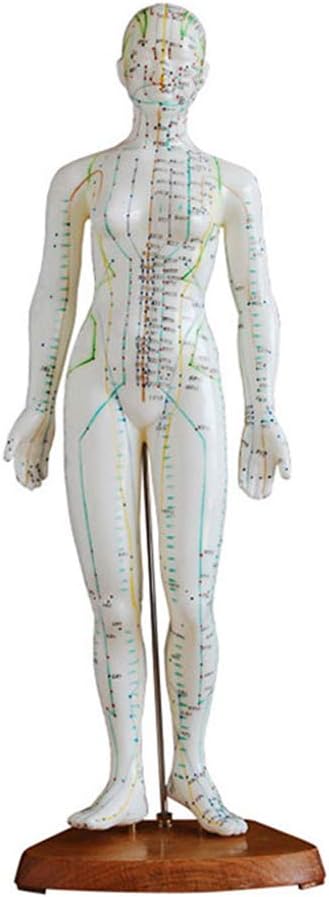Amazon.com: Human Body Model of Acupuncture Points - Female Acupuncture ...
