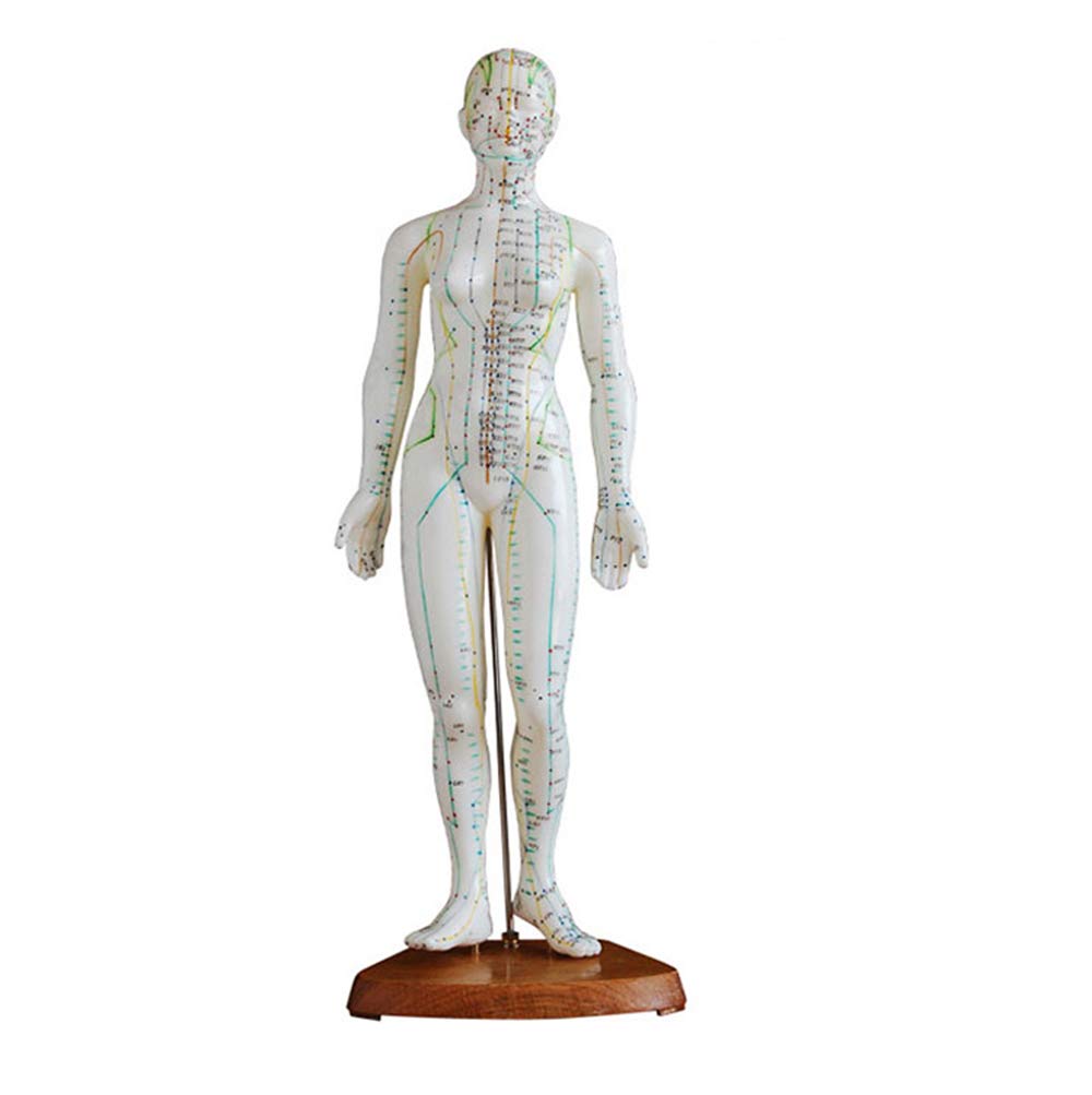 Buy Human body model of acupuncture points - Female Acupuncture Model ...