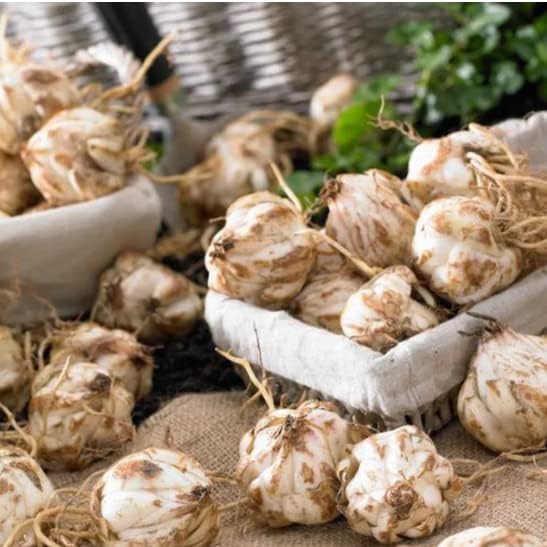 5 bulbos de lirio rosa para plantar lirios rosados bulbos de flores al ...