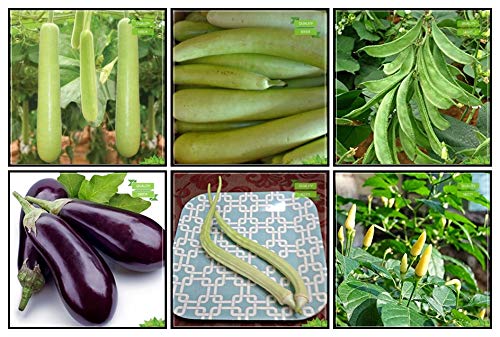 Creative Farmer Garden Seeds Combo Vegetable Seeds : Bittergourd ...