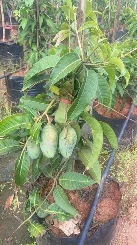 all time mango fruit plant 22 ss : Amazon.in: Garden & Outdoors
