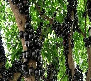 100pcs of jabuticaba Fruit Seeds : Amazon.co.uk: Garden