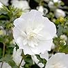 Amazon.com : White Rose of Sharon Tree Live Plant 4 Inc Container ...