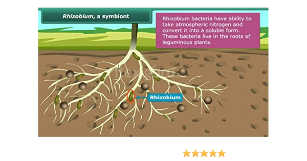 Rhizobium Bacteria Diagram