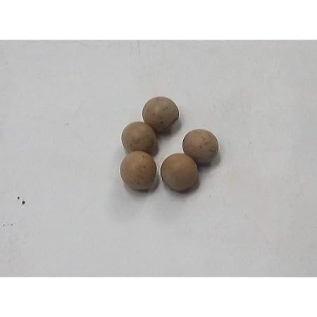 MyHobbyGarden-Veg-Seed- Toor Tur Pigeon Pea Arhar Seeds-Vegetable ...