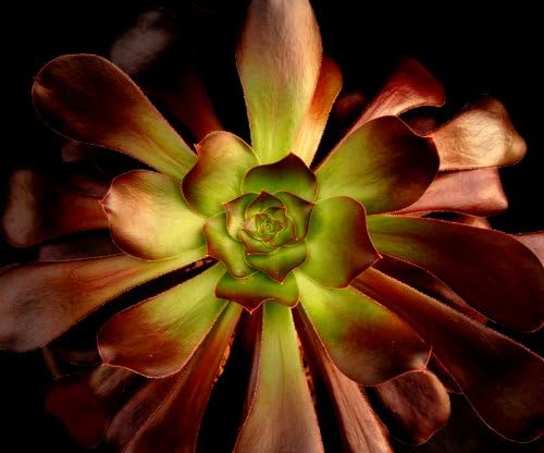 Aeonium 'Voodoo' U.S. hybrid succulent, 9cm pot : Amazon.co.uk: Garden