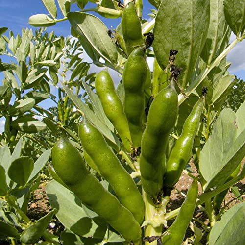 Semillas de habas Mercadona ️ 2024