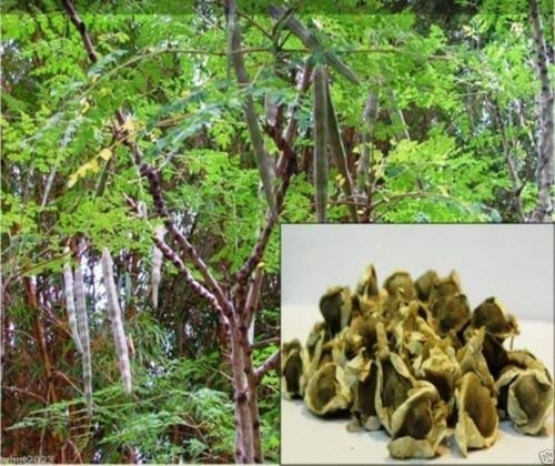 Rain Forest Hybrid Moringa oleifera Drumstick Vegetable Tree Plant (1 ...