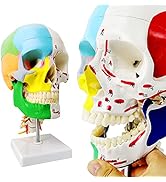Amazon.com: Evotech Mini Human Skull Model, Didactic 15 Parts Palm ...