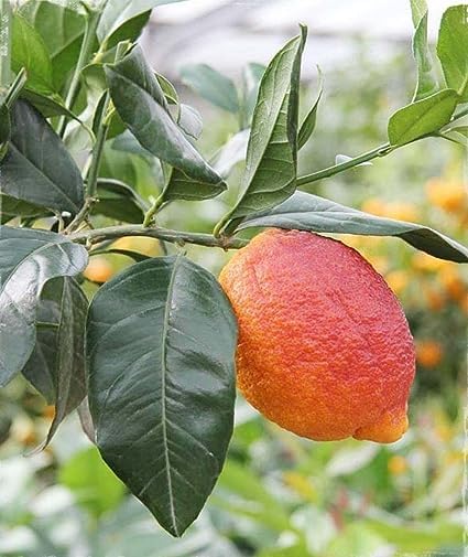 Green View® Red Lemon Live Plant | Rare Air Layered Grafted Citrus Tree ...