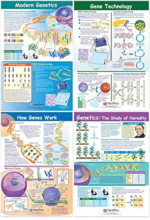 Amazon.com: NewPath Learning Genetics & Heredity Posters, Set/4 ...